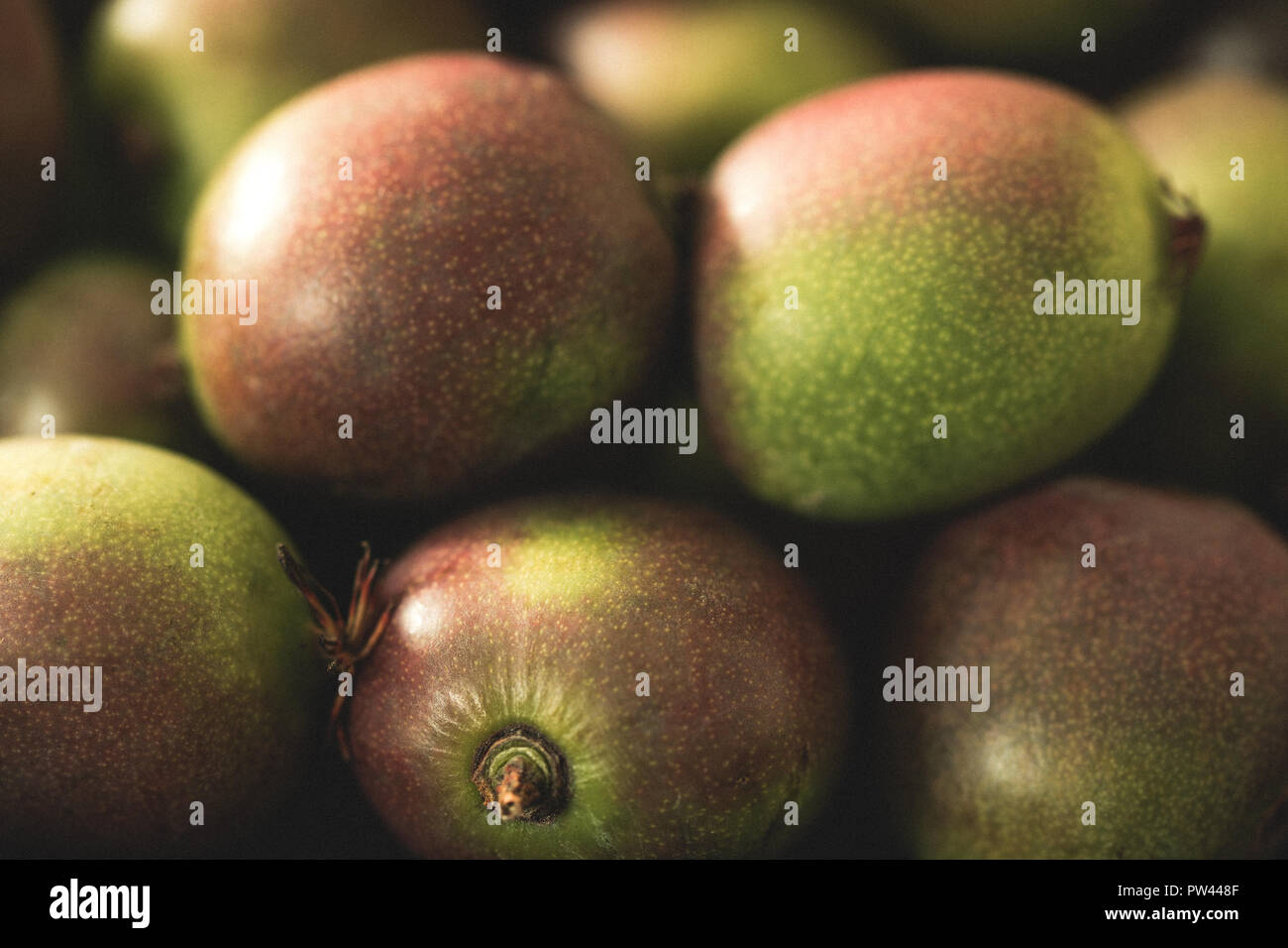 Mini kiwi plant -Fotos und -Bildmaterial in hoher Auflösung – Alamy