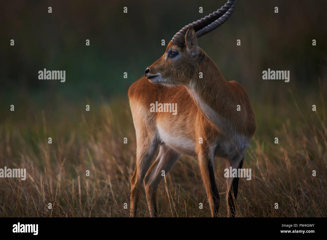 Lechwe Antilope Stockfotos und -bilder Kaufen - Alamy