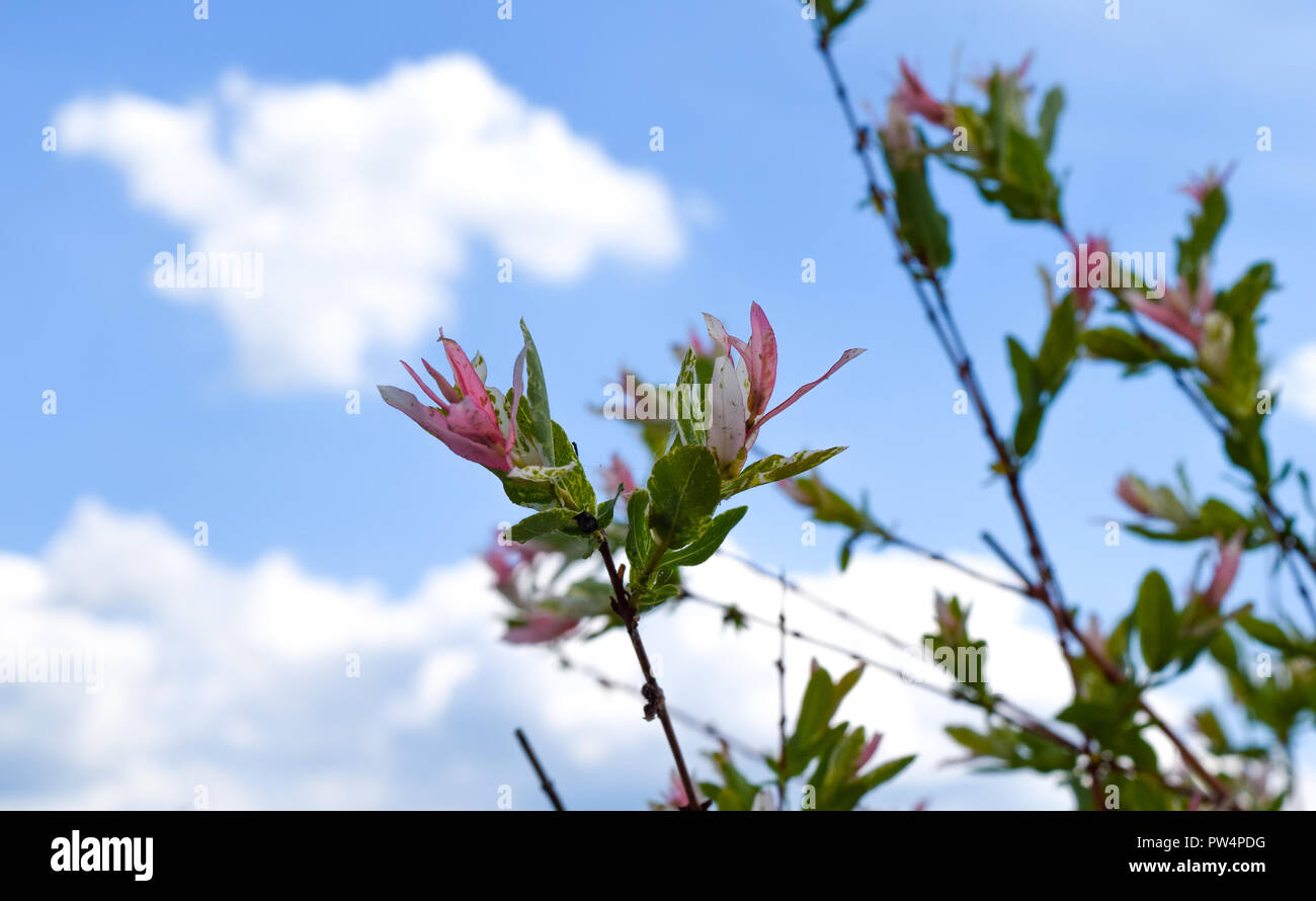 Salix integra strauch -Fotos und -Bildmaterial in hoher Auflösung – Alamy