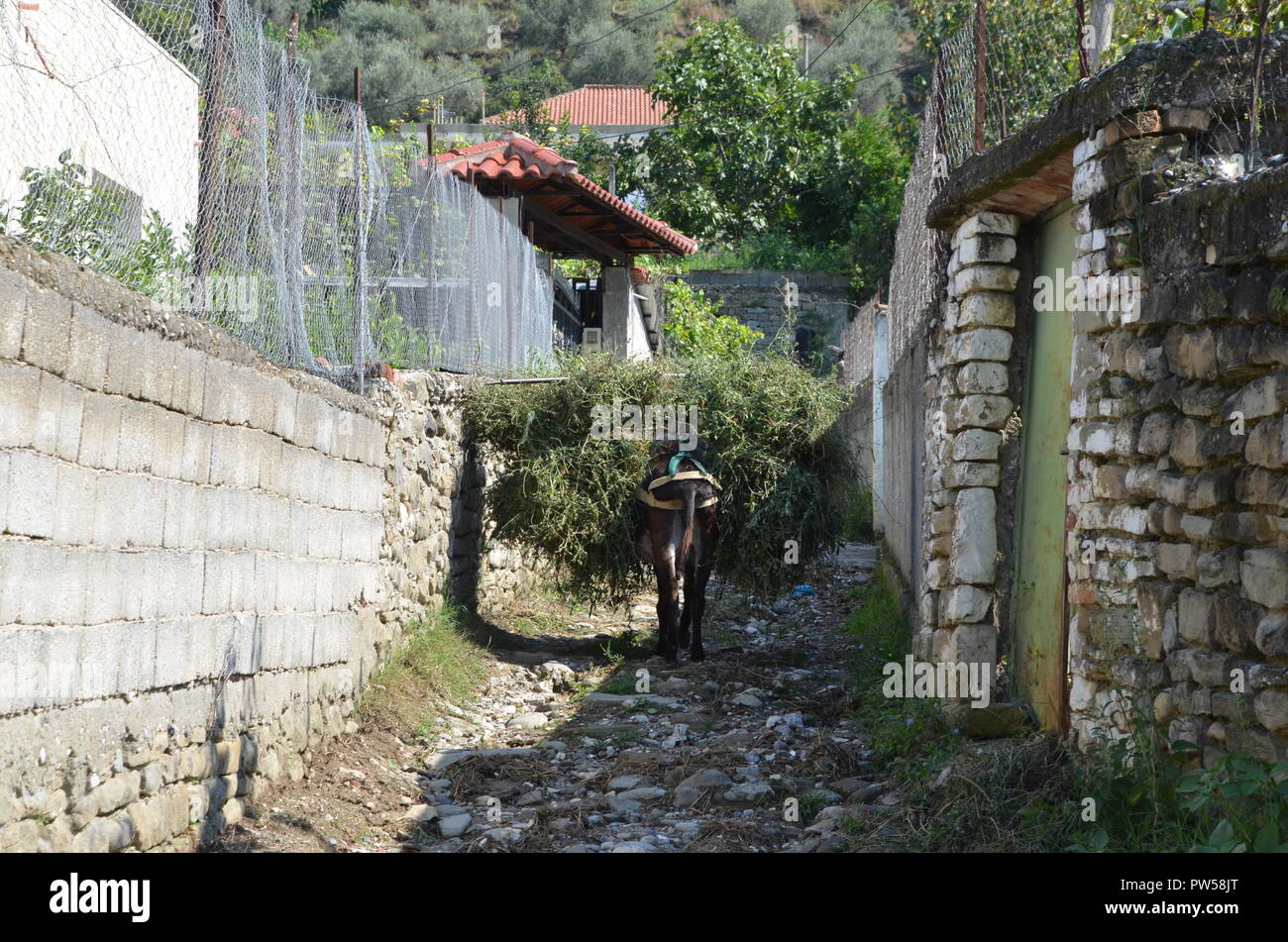 Ein Esel trägt eine große Last von Heu in ländlichen Albanien ...
