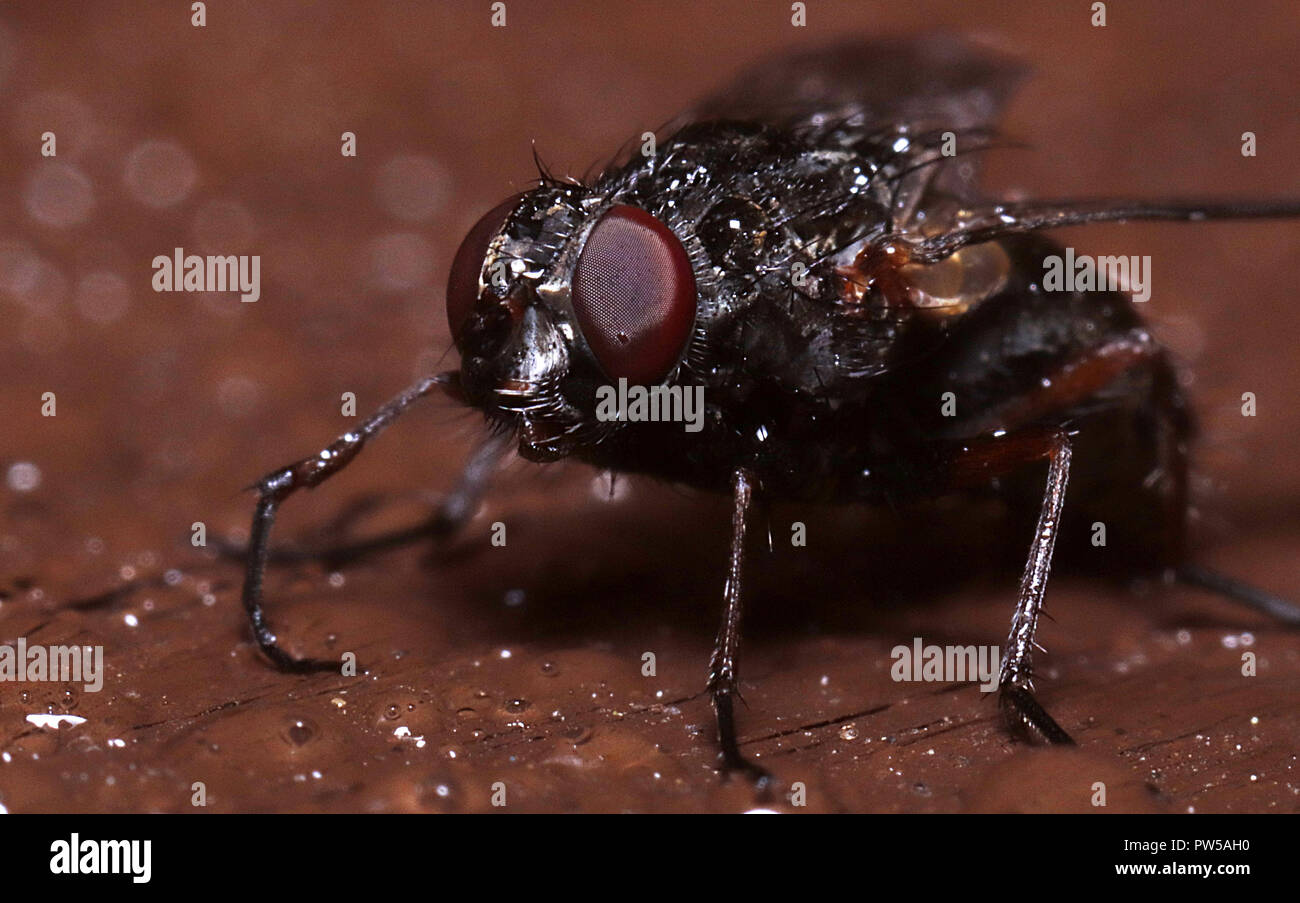 Fliege mit großen augen -Fotos und -Bildmaterial in hoher Auflösung – Alamy