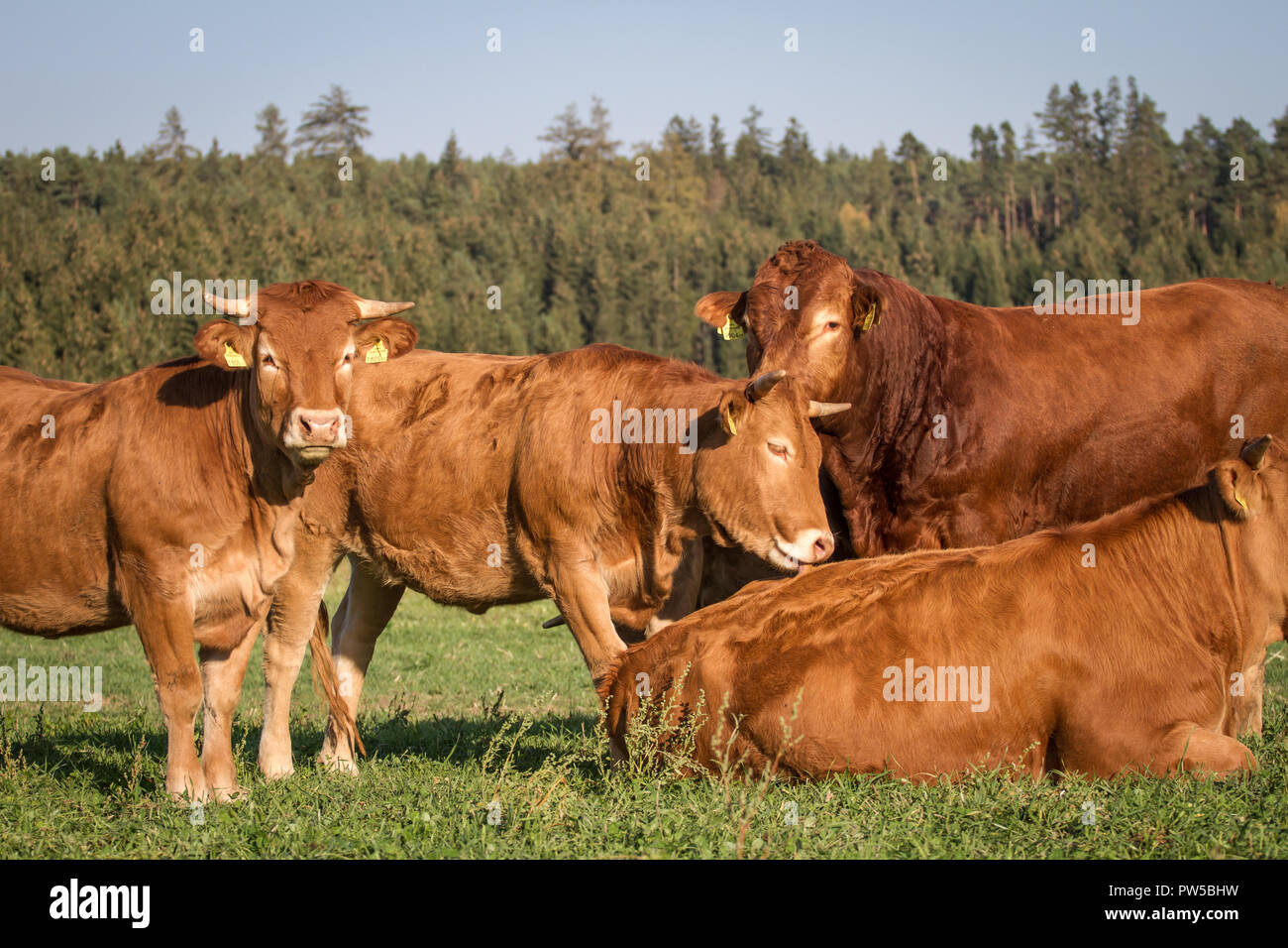 Herd limousin beef cattle in -Fotos und -Bildmaterial in hoher ...