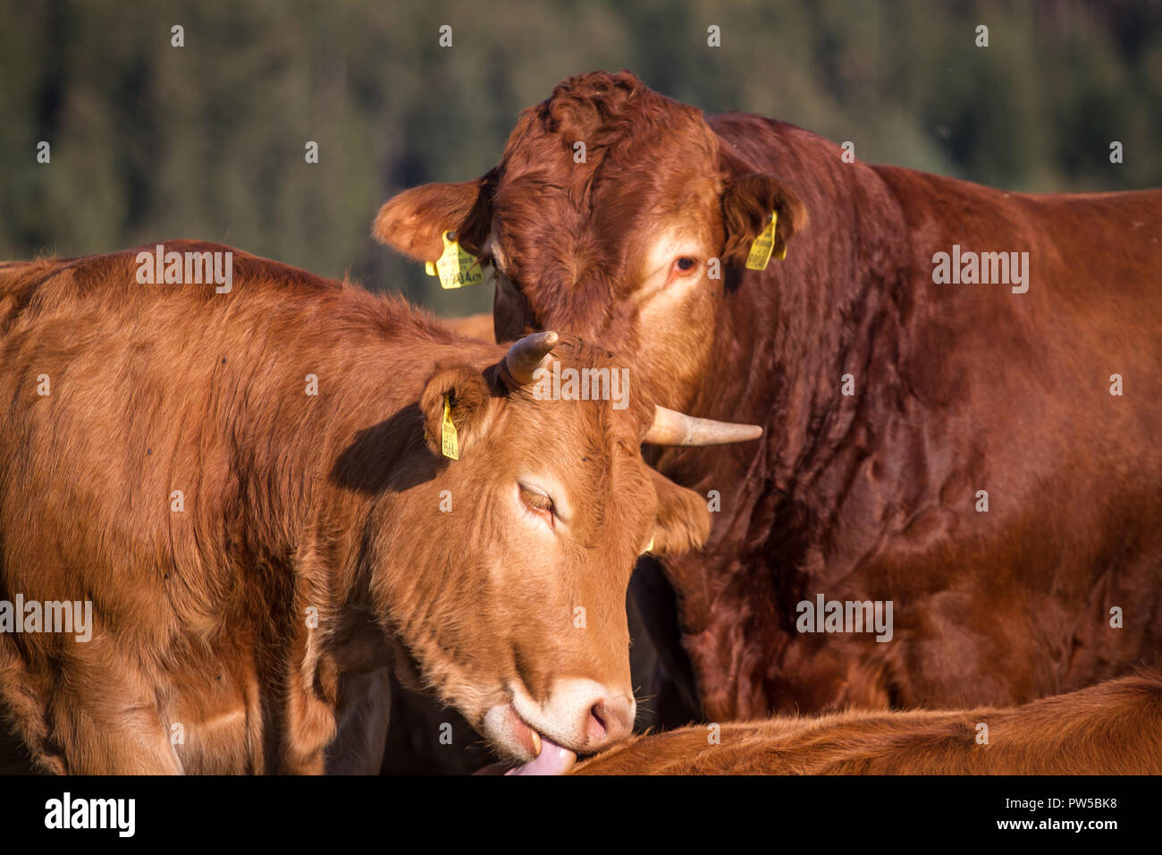 Herd limousin beef cattle in -Fotos und -Bildmaterial in hoher ...