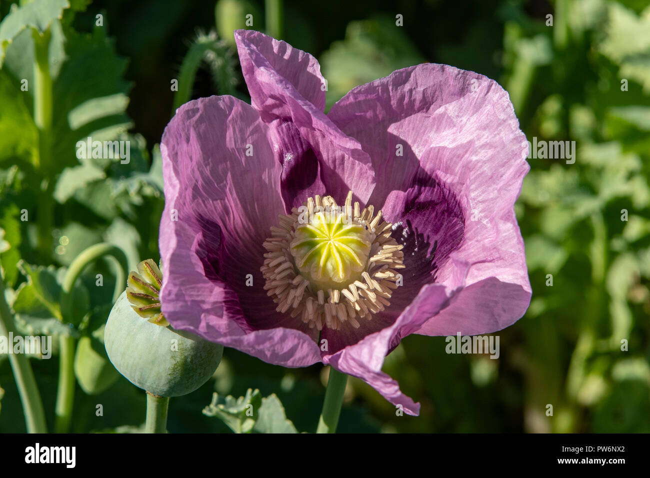 Mohn blumen makro -Fotos und -Bildmaterial in hoher Auflösung - Seite ...