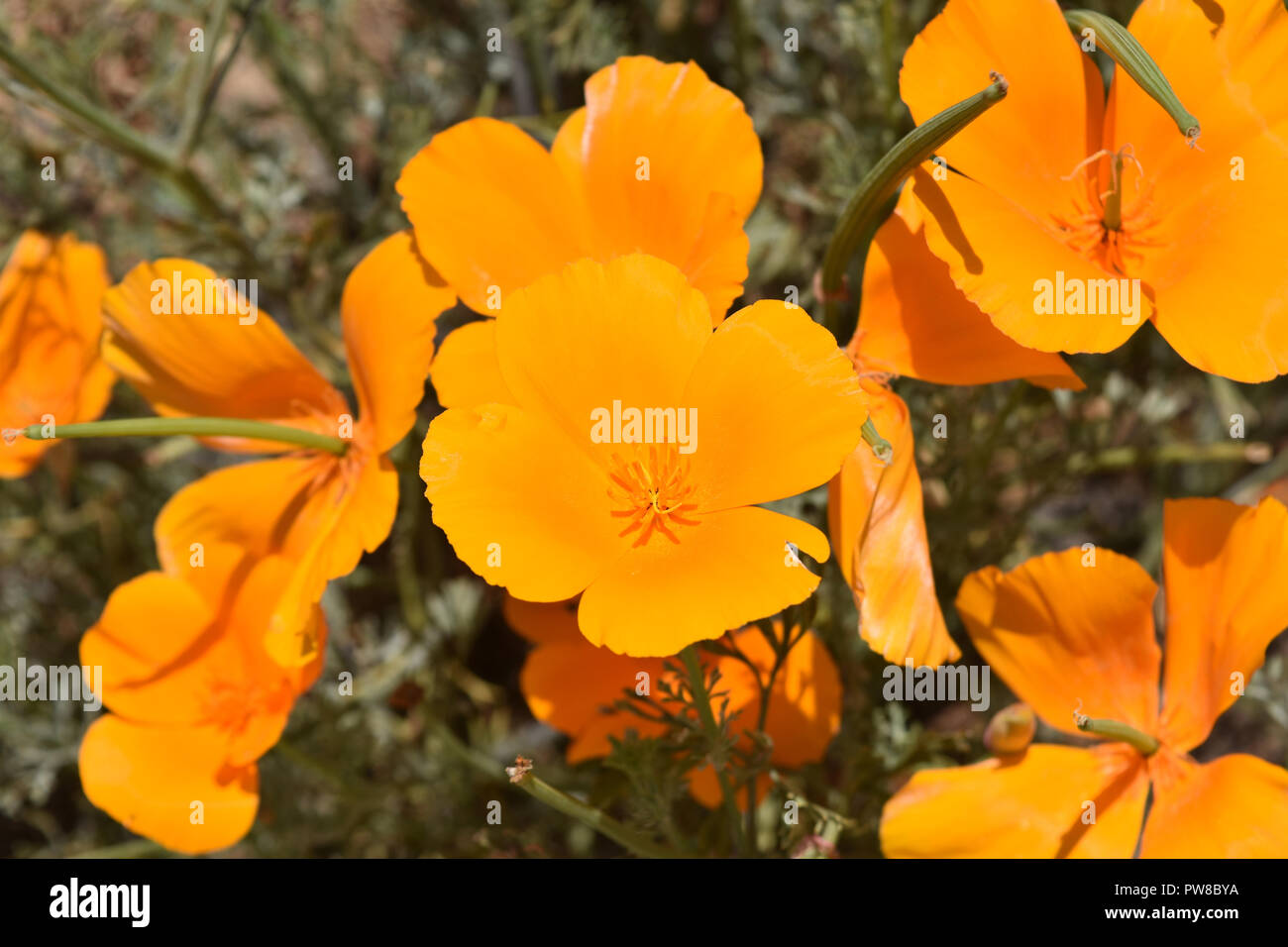 Blühende helle orange Mohn Blumen in einem Garten Stockfotografie - Alamy