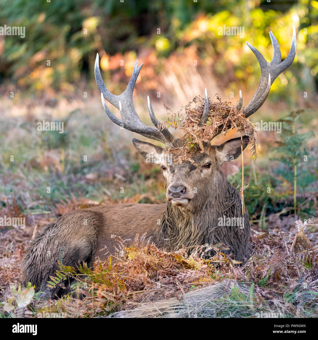 London Hirsch Stockfotos und -bilder Kaufen - Alamy