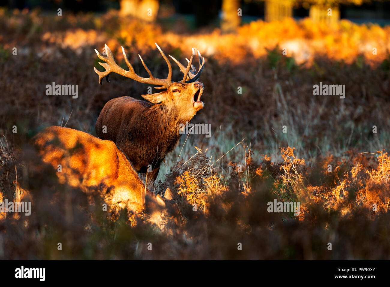 Red Deer Mating Stockfotos und -bilder Kaufen - Alamy