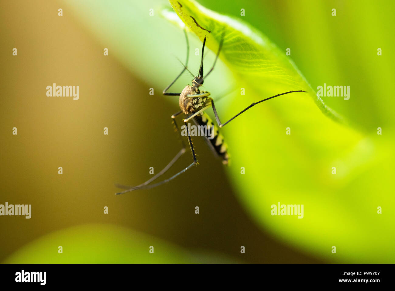 Fliegende moskitos -Fotos und -Bildmaterial in hoher Auflösung – Alamy