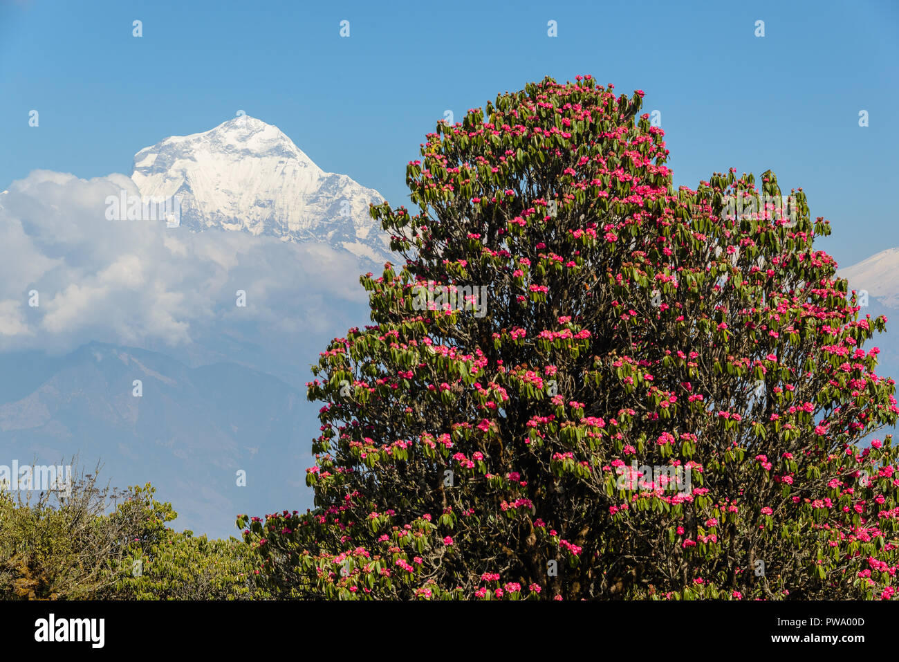 Rhododendrons nepal -Fotos und -Bildmaterial in hoher Auflösung – Alamy