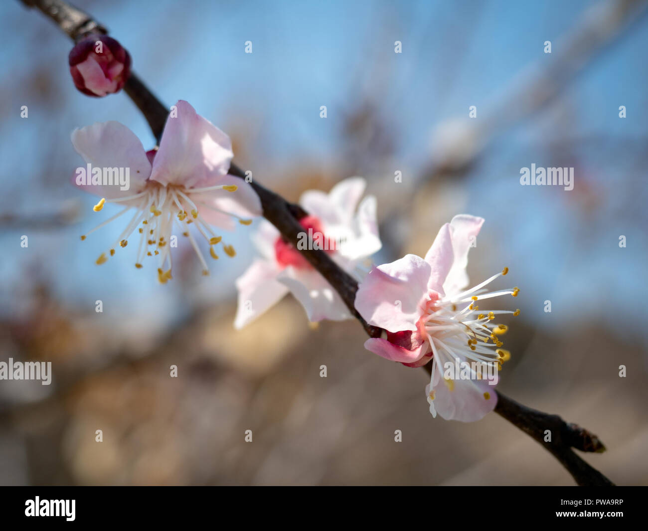 Rosa iran -Fotos und -Bildmaterial in hoher Auflösung – Alamy