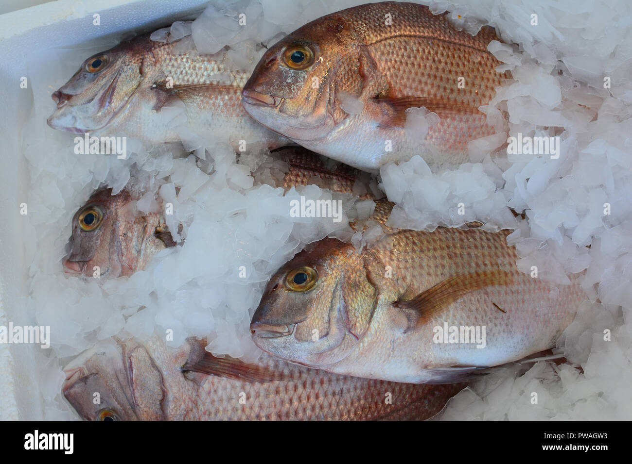 Fresh caught red snapper -Fotos und -Bildmaterial in hoher Auflösung ...
