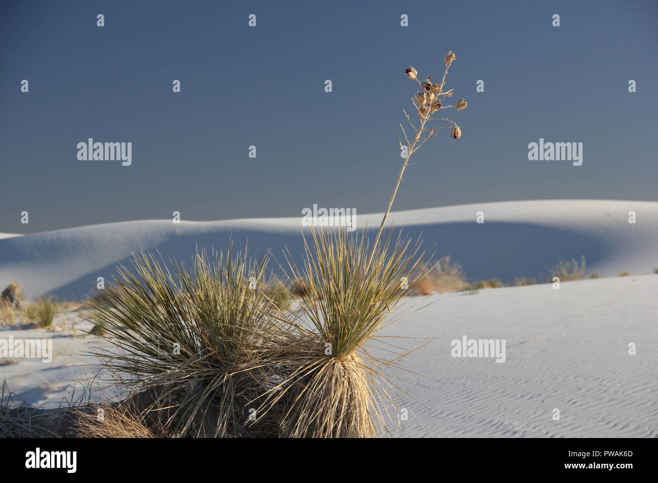 Yucca spines -Fotos und -Bildmaterial in hoher Auflösung – Alamy