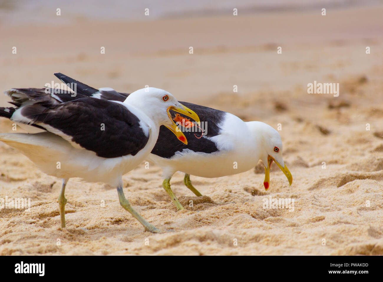 Raubtier essen -Fotos und -Bildmaterial in hoher Auflösung – Alamy