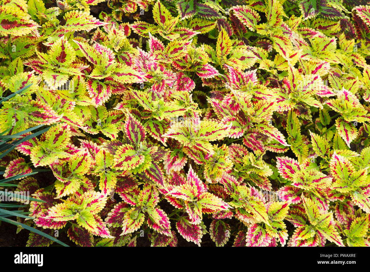 Helles Rot Grün Skullcaplike Coleus, Coleus Blumei, auch genannt ...