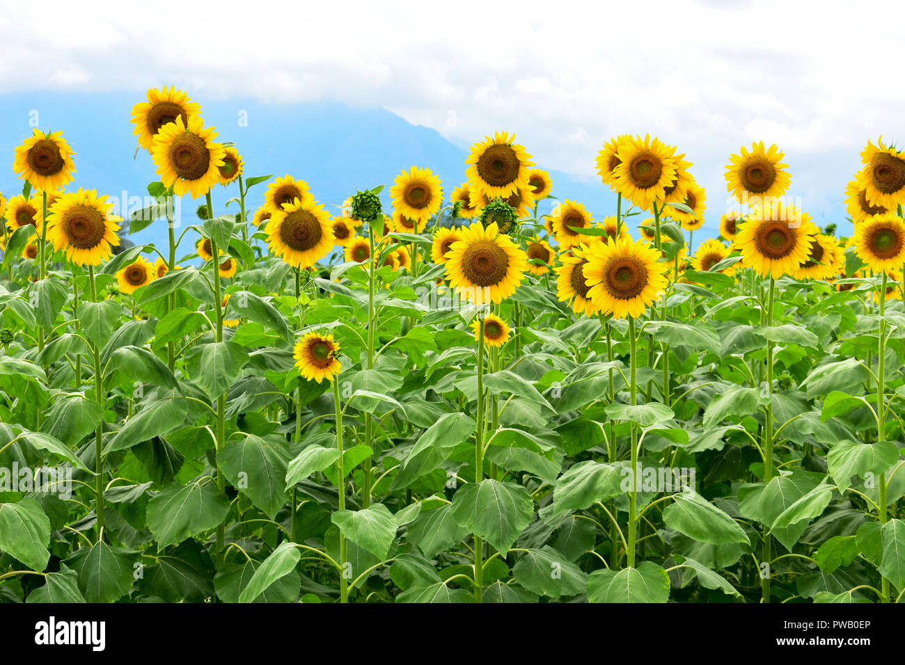Fibonacci in der natur -Fotos und -Bildmaterial in hoher Auflösung ...