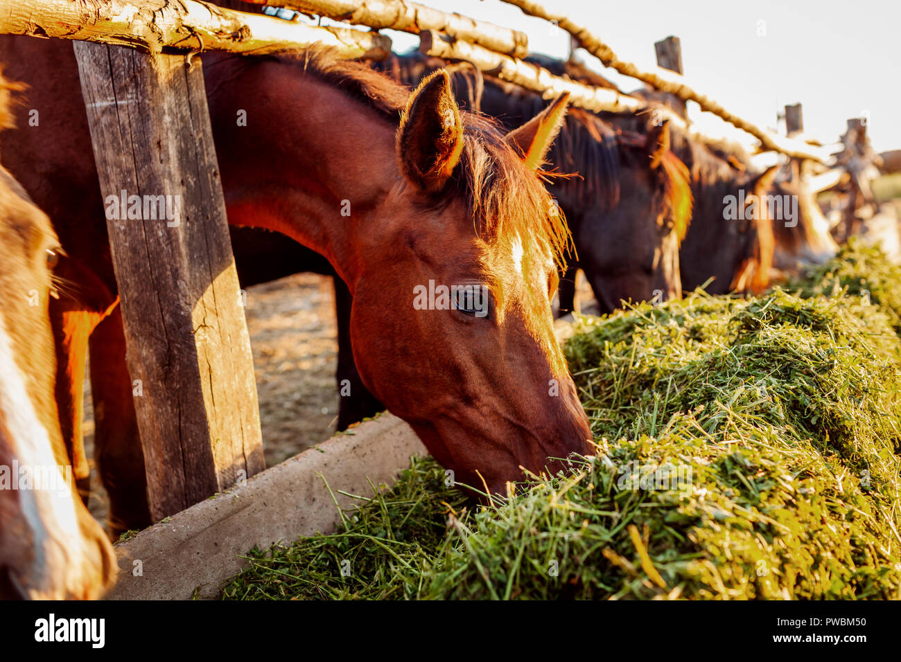Braune Pferde essen Gras in den Stall. Animans kauen Essen ...