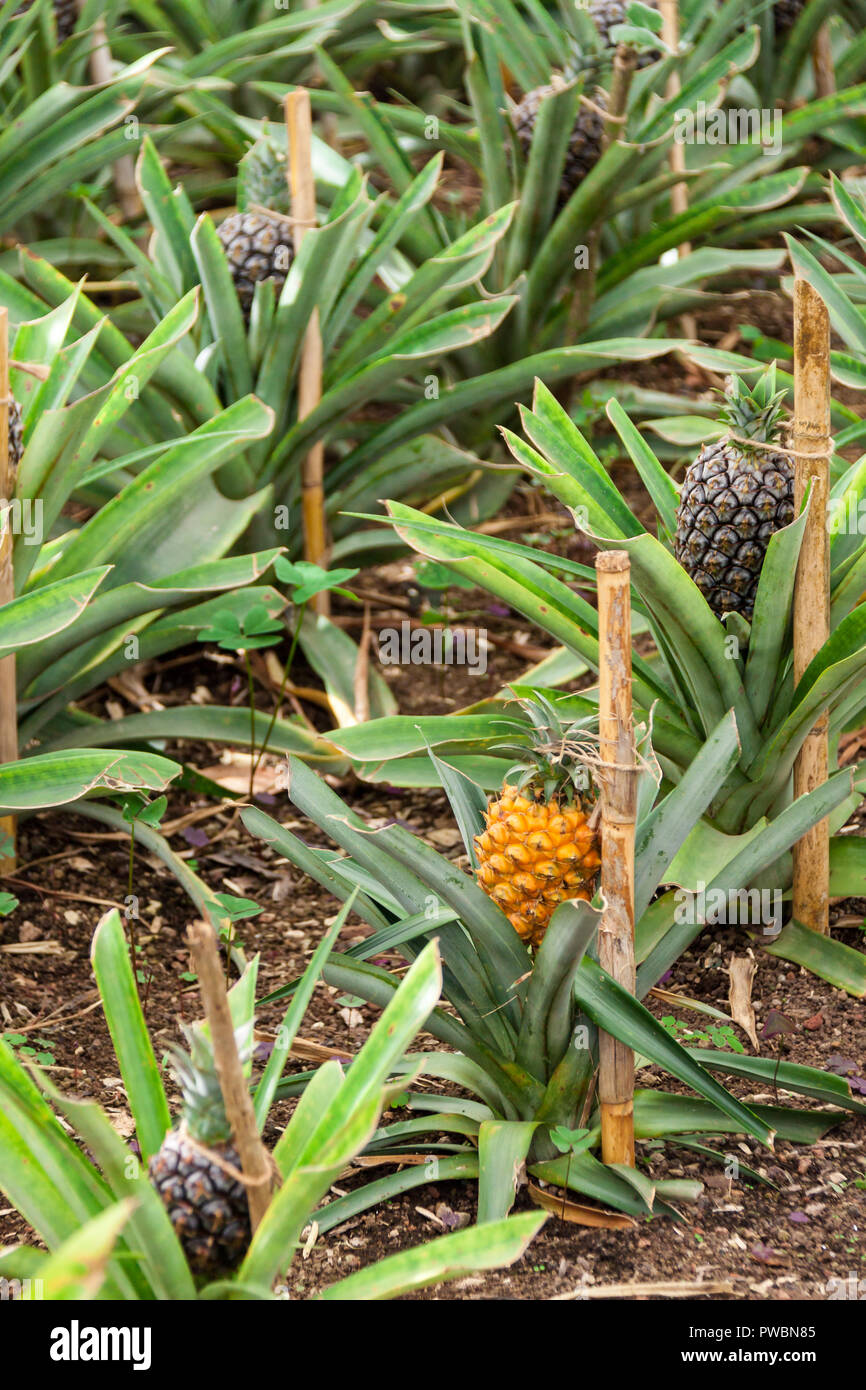 Wachsende ananas -Fotos und -Bildmaterial in hoher Auflösung – Alamy