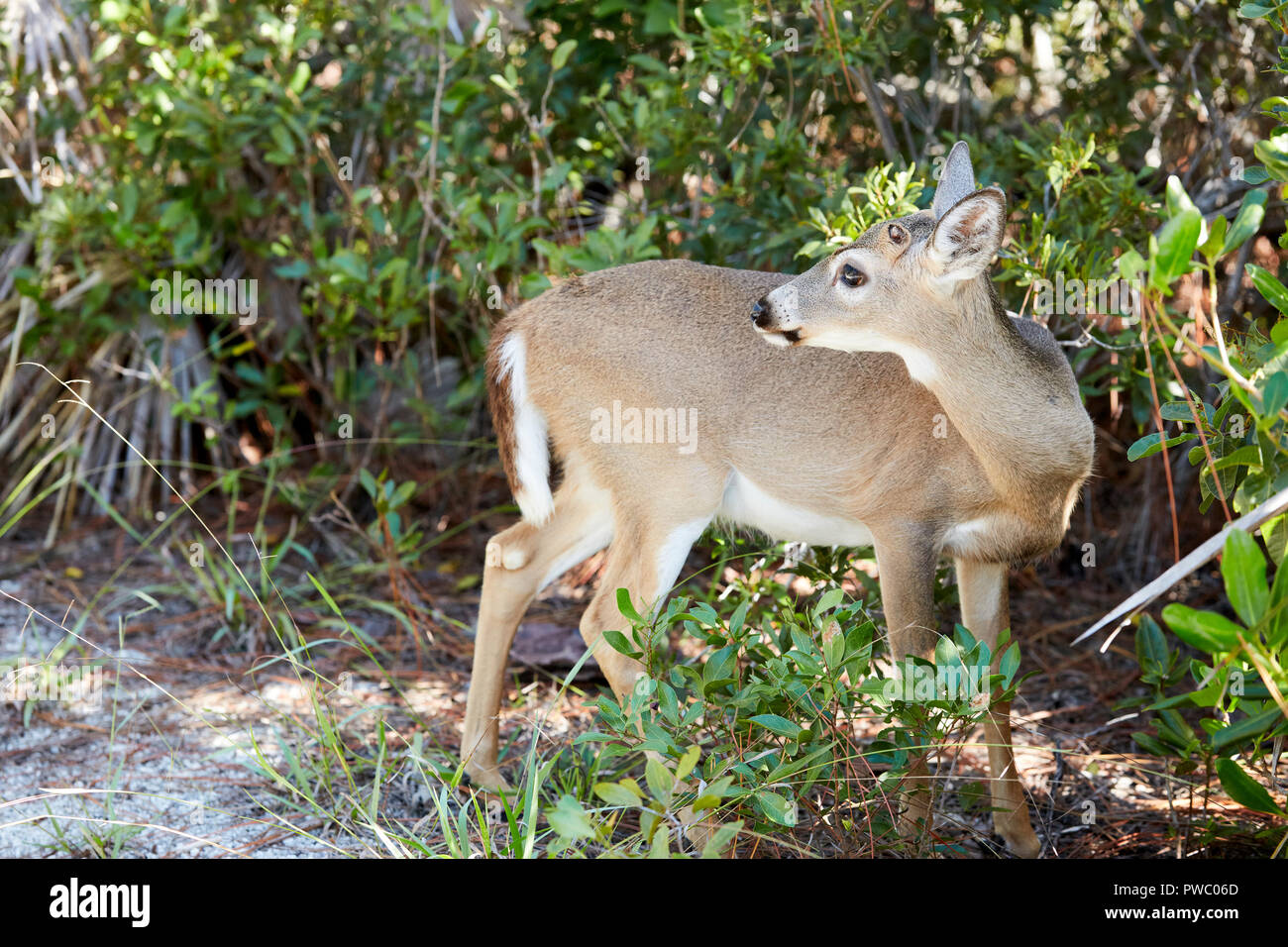 Hirsch florida -Fotos und -Bildmaterial in hoher Auflösung – Alamy