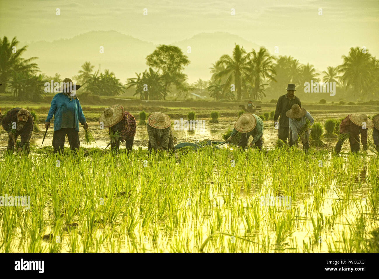 Rice Field Worker Stockfotos und -bilder Kaufen - Alamy
