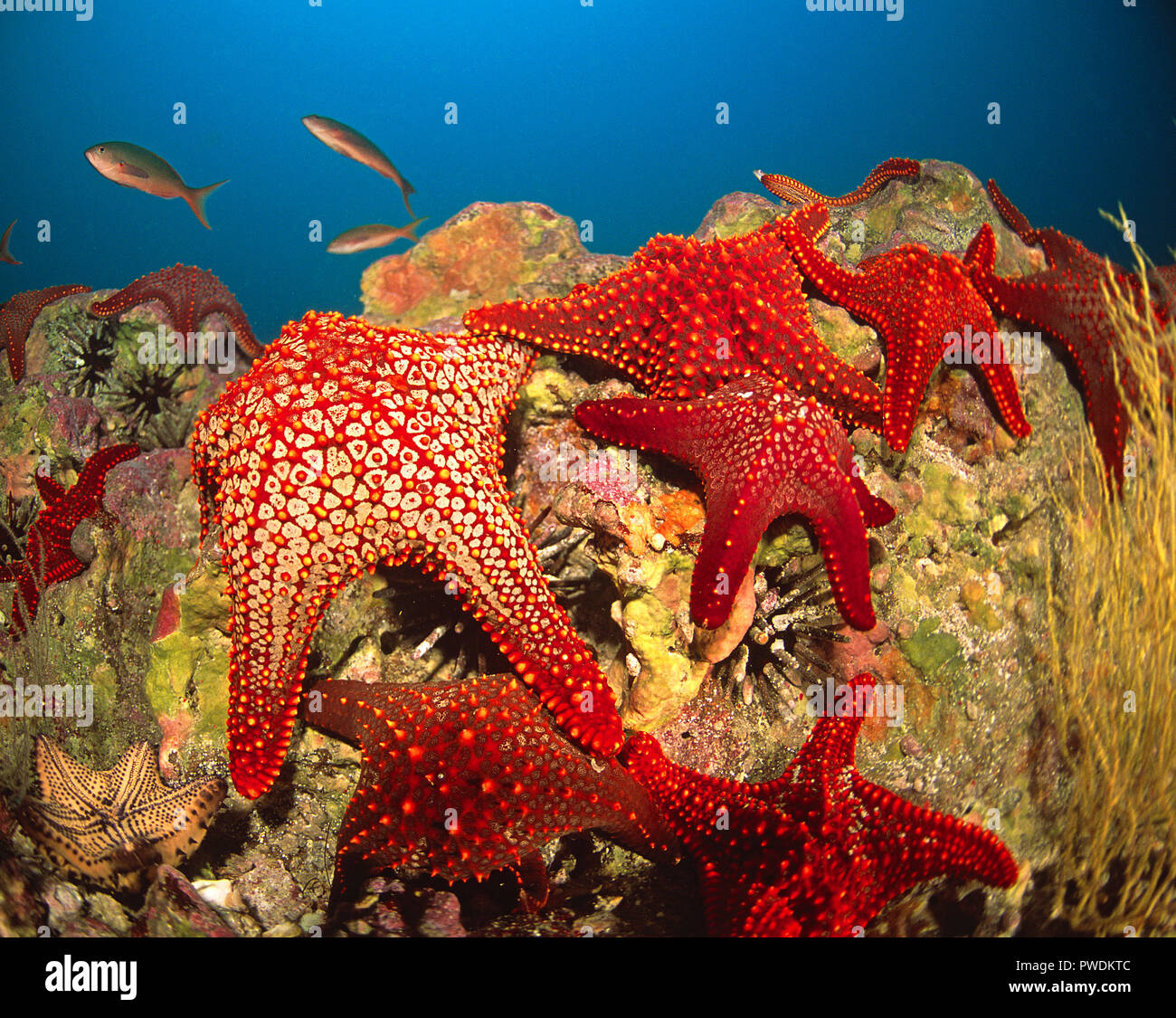 Panamic Sitzkissen Sea Stars, Meer, währenddem der Star oder Galapagos ...