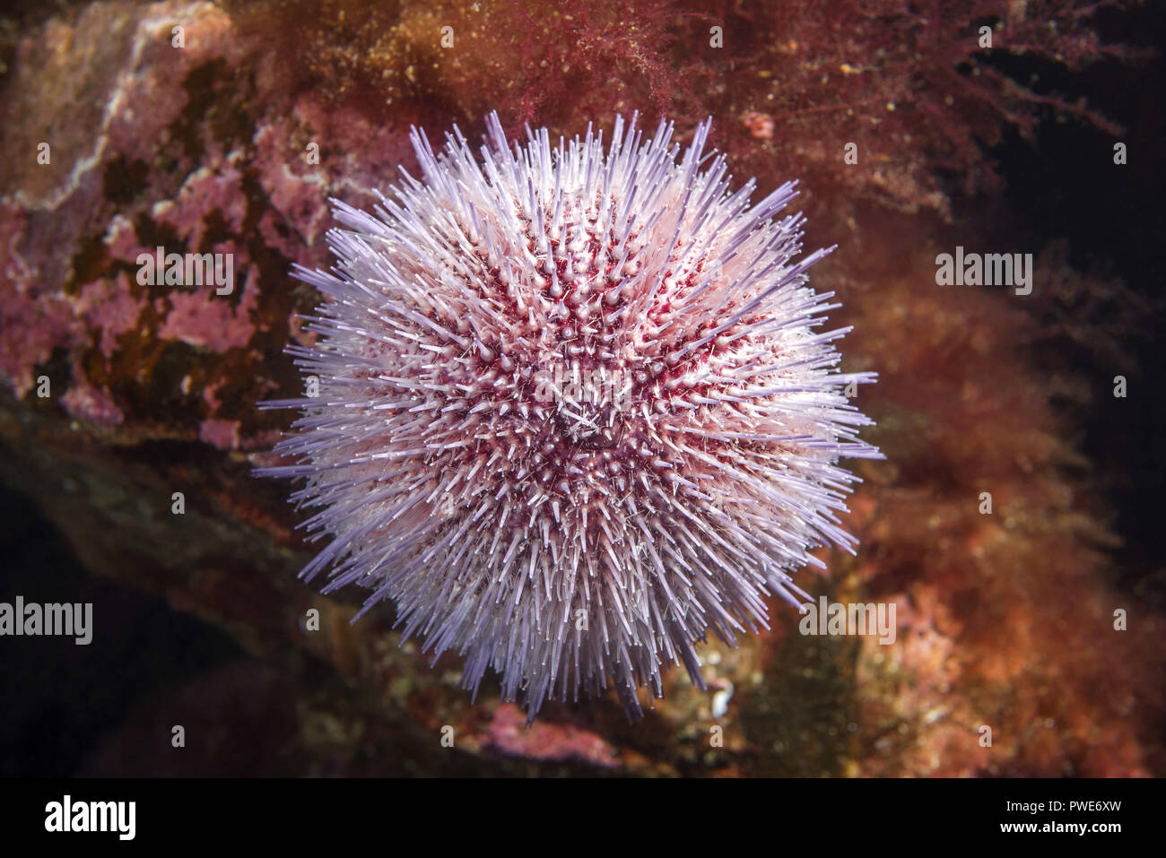 Atlantischer lila seeigel -Fotos und -Bildmaterial in hoher Auflösung ...