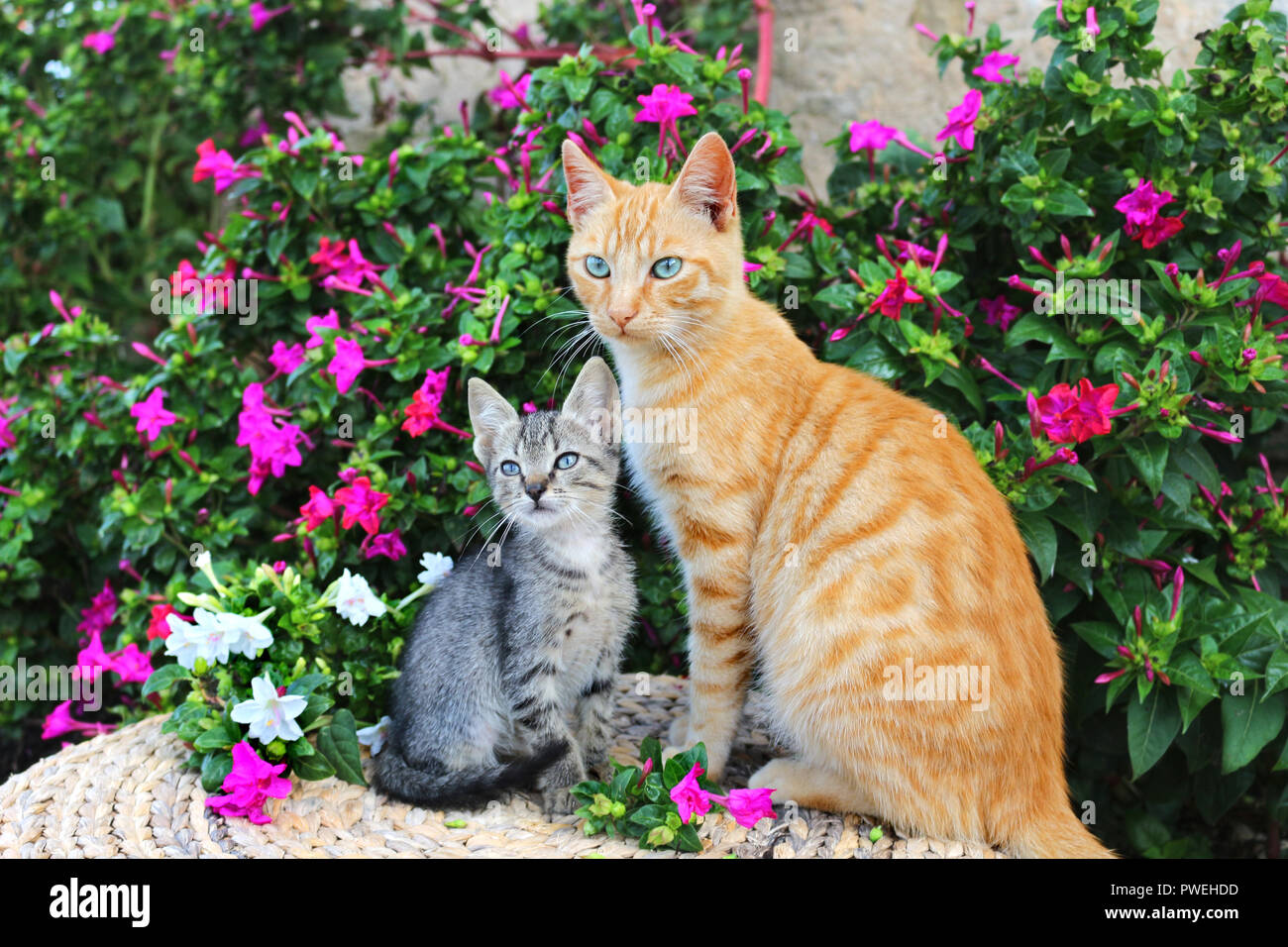 Katze, Rad-tabby, und Kätzchen, schwarz gestromt, saß zwischen Blumen ...