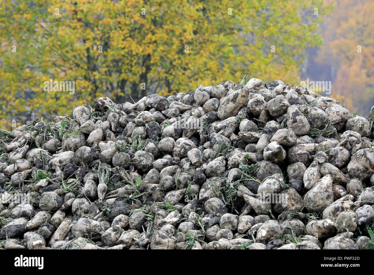 Sugar Beet Farming Harvest Stockfotos & Sugar Beet Farming Harvest ...