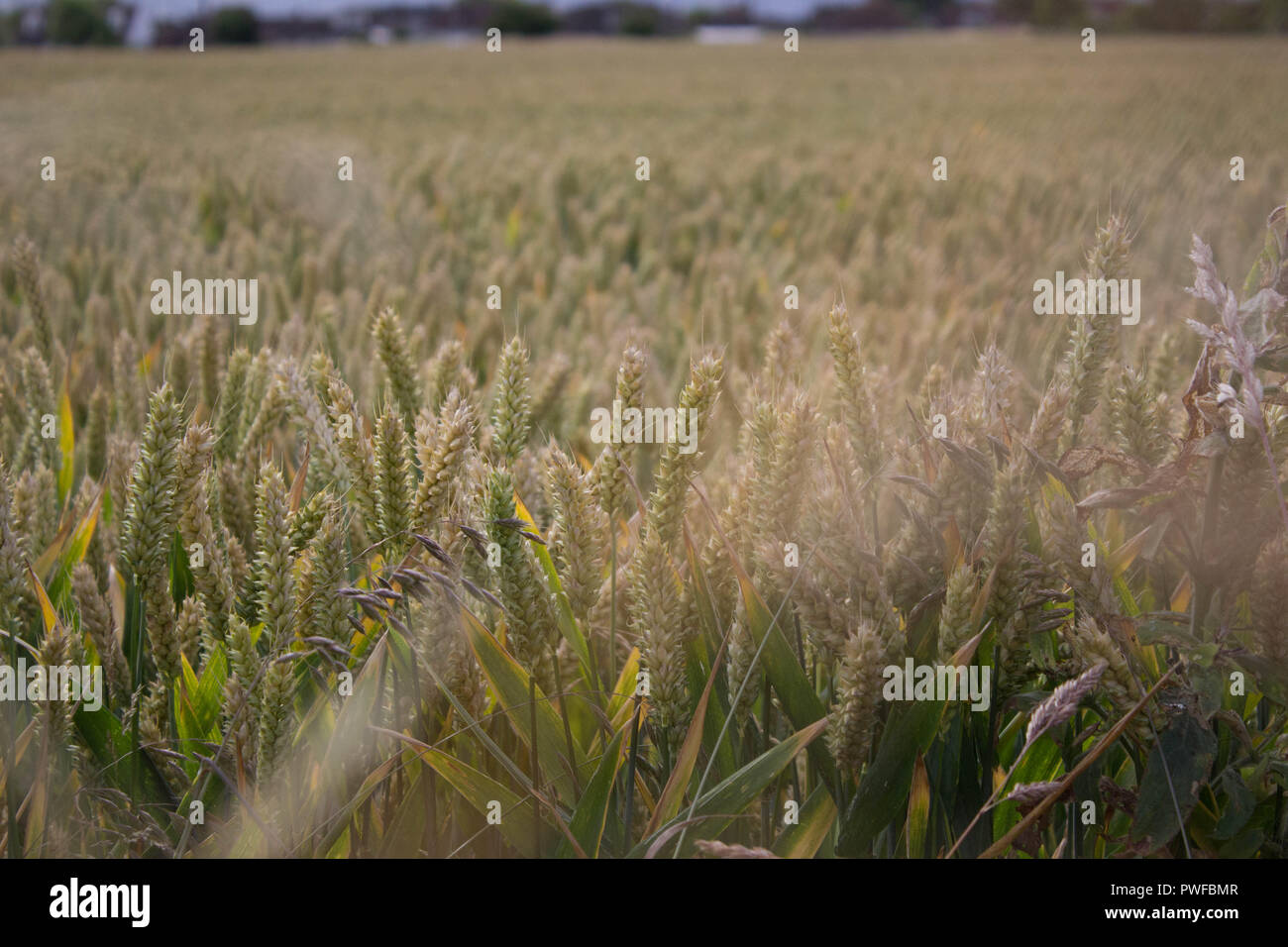 Land weizen -Fotos und -Bildmaterial in hoher Auflösung – Alamy
