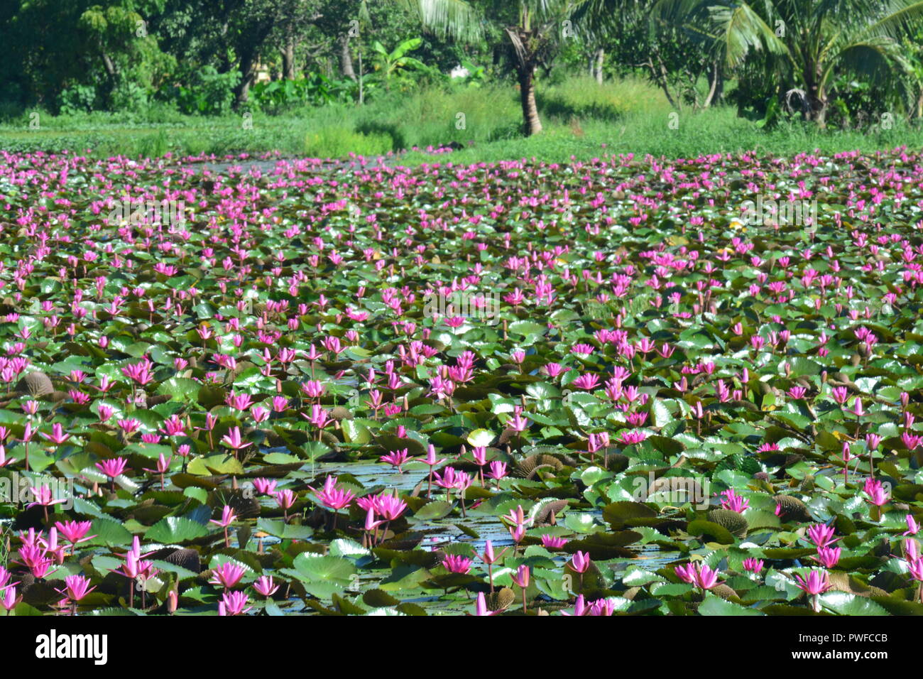 Diese spektakuläre Ort ist die Heimat von Millionen von Lotus Blumen ...