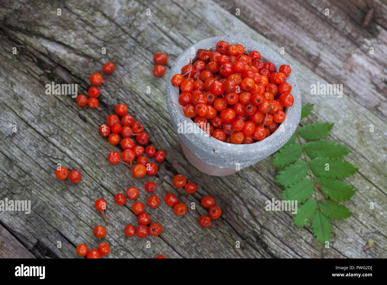 Wilde vogelbeere -Fotos und -Bildmaterial in hoher Auflösung – Alamy