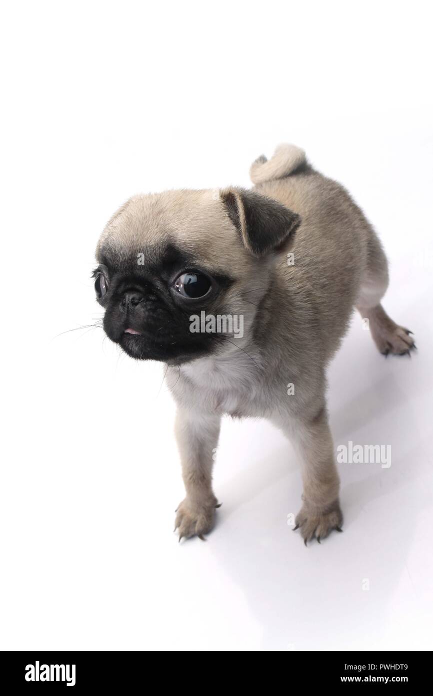 Doofes bild -Fotos und -Bildmaterial in hoher Auflösung – Alamy