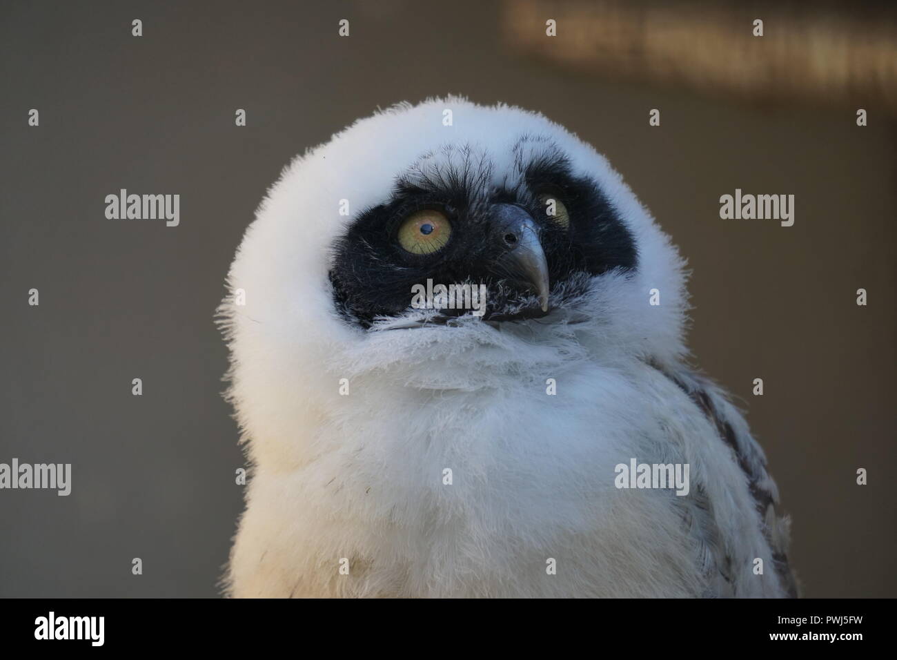 Weit offenen Augen baby Eule in den Himmel auf einem Ast suchen ...