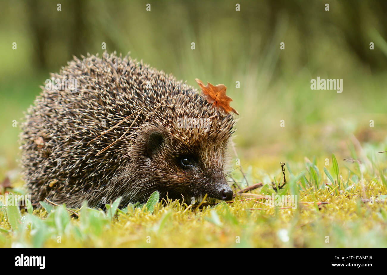 Igel im wald -Fotos und -Bildmaterial in hoher Auflösung – Alamy