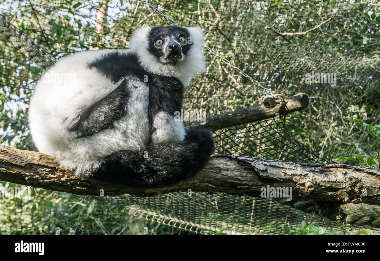 Schöne Primas Tier portrait einer Vari Schwarz und Weiß lemur Affe ...