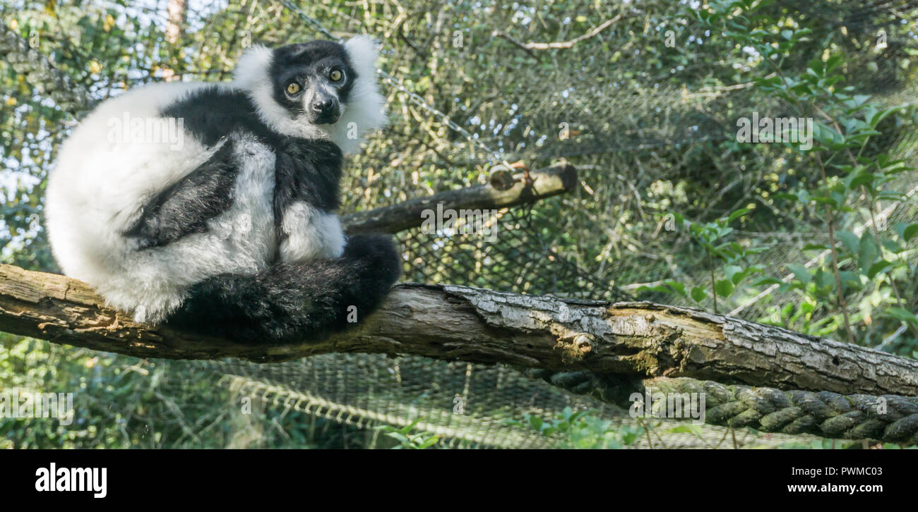 Schöne vari Schwarz und Weiß lemur Affen sitzen auf dem Baum auf einen ...