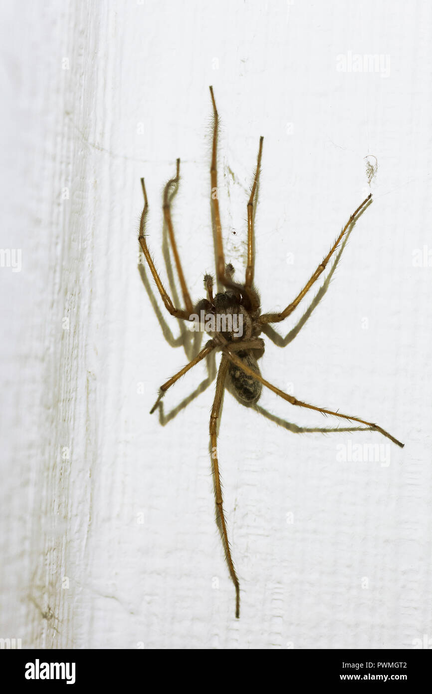 Tegenaria domestica große Spinne. Scheune weaver Trichter, gemeinsame ...