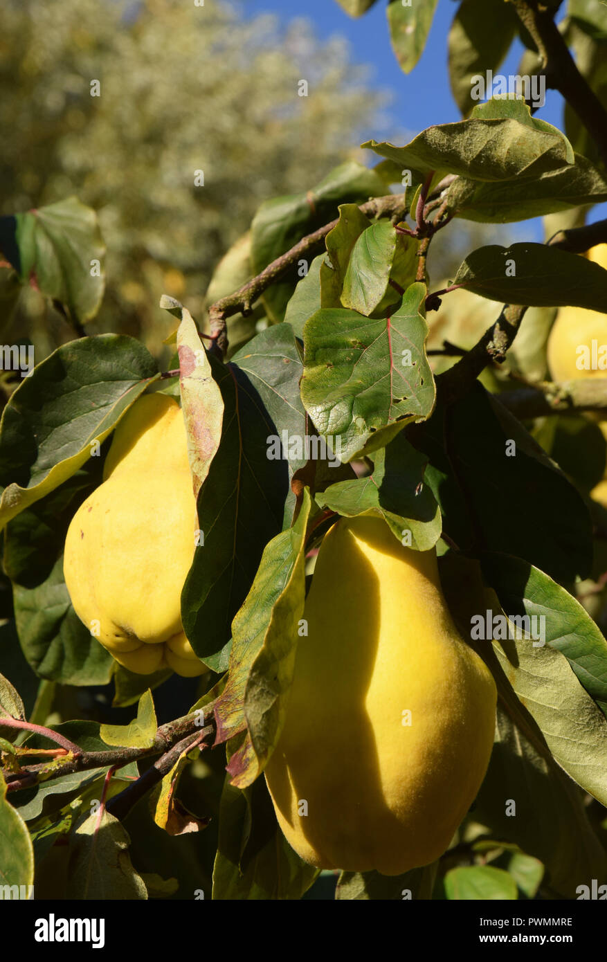 Quitten am baum -Fotos und -Bildmaterial in hoher Auflösung - Seite 2 ...