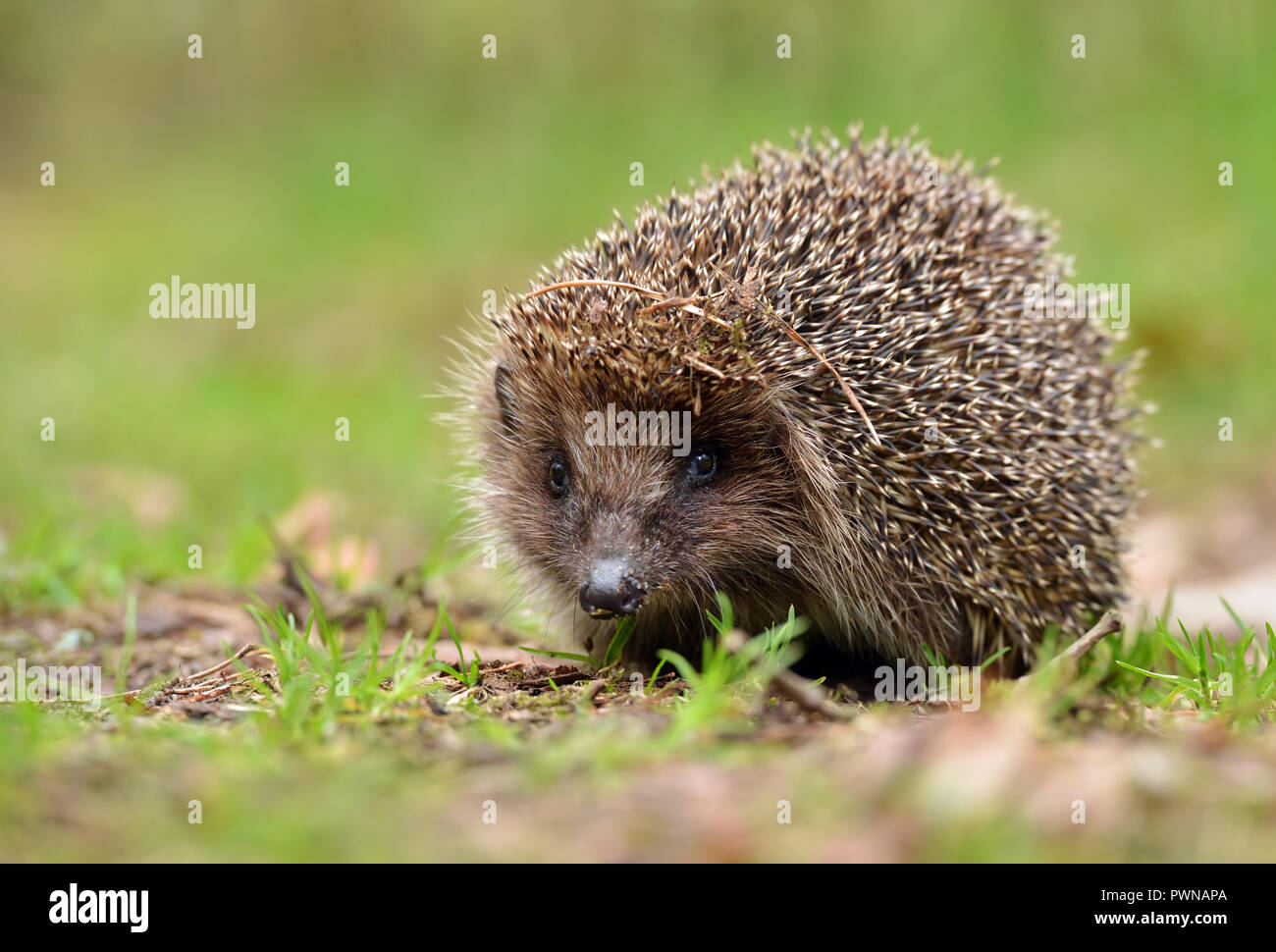 Hase igel im wald -Fotos und -Bildmaterial in hoher Auflösung – Alamy