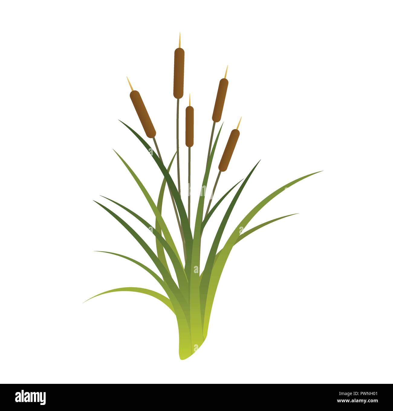 Cattails Clipart Cattails Botanical Illustration Hi Res Stock
