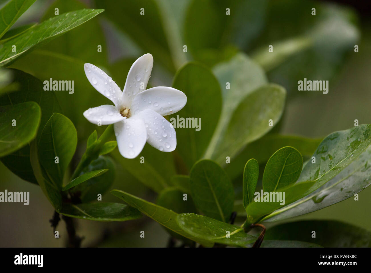 Tahitian Gardenia Tiare Blume Stockfotos und -bilder Kaufen - Alamy