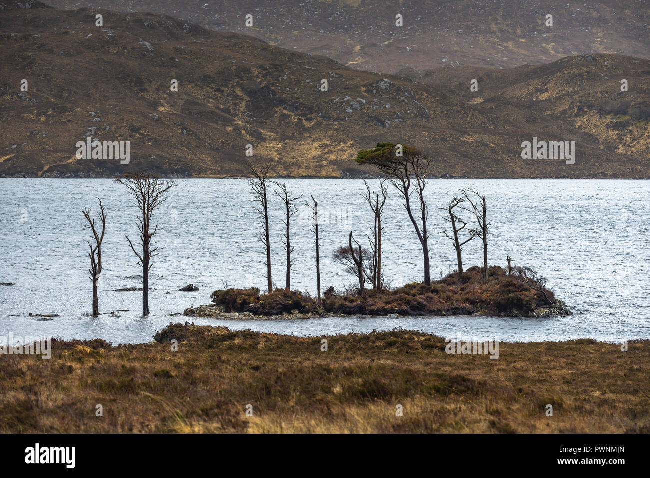 Bäume auf kleinen Inseln in das Wasser des Loch Assynt bei Hochwasser ...