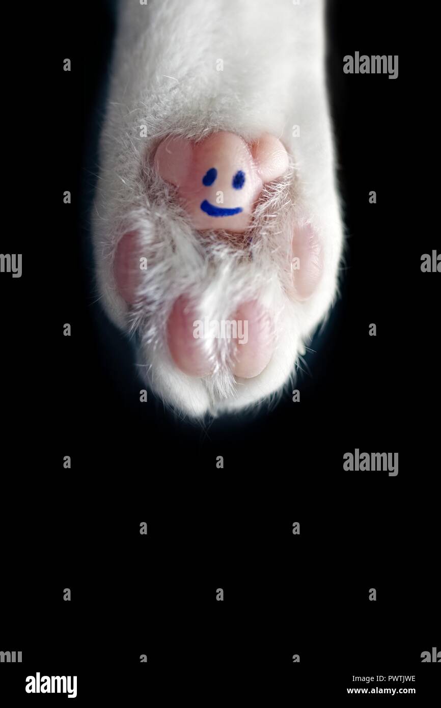 Leg dich auf die pfote -Fotos und -Bildmaterial in hoher Auflösung – Alamy