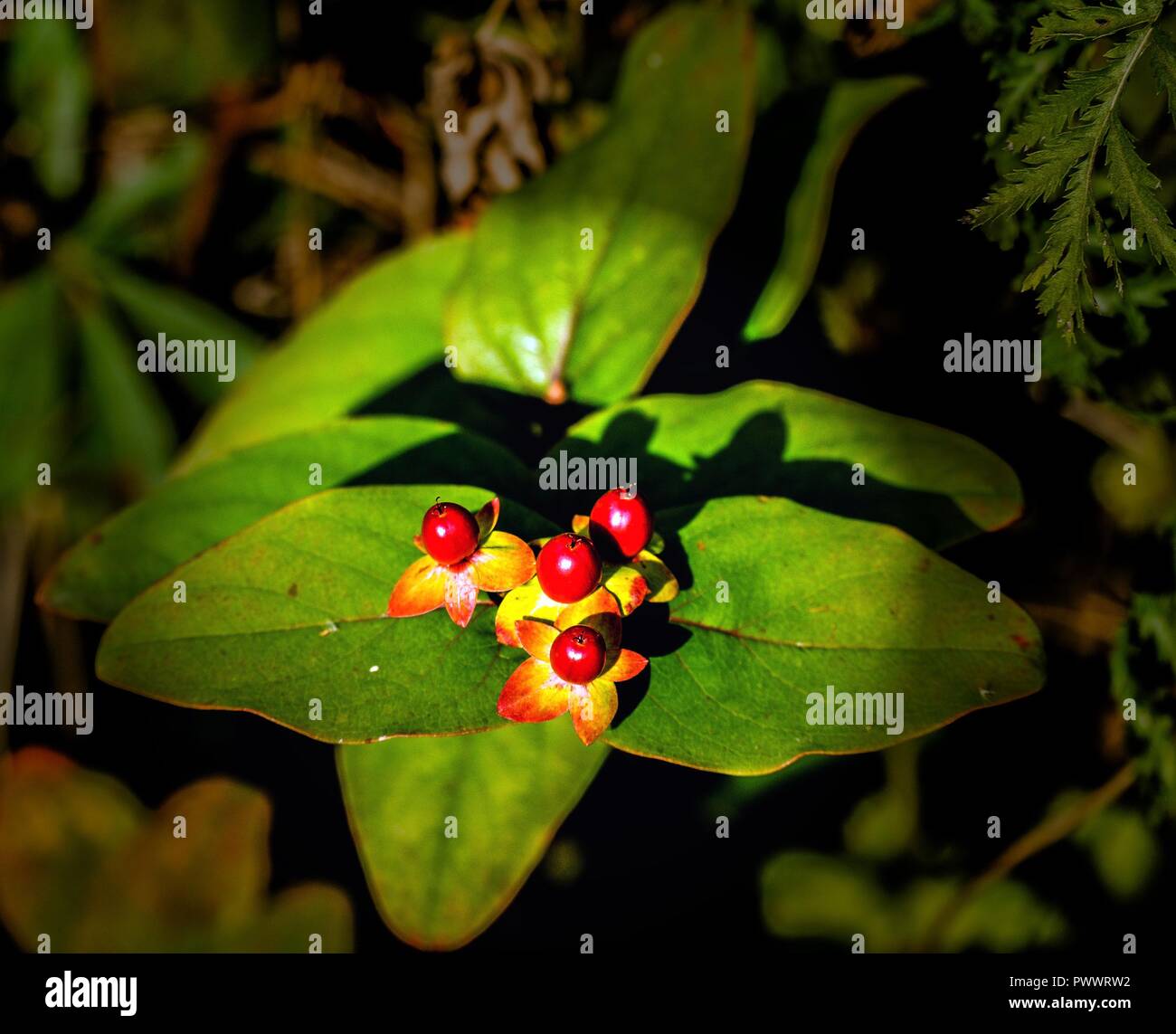 Rote beere mit distel -Fotos und -Bildmaterial in hoher Auflösung – Alamy