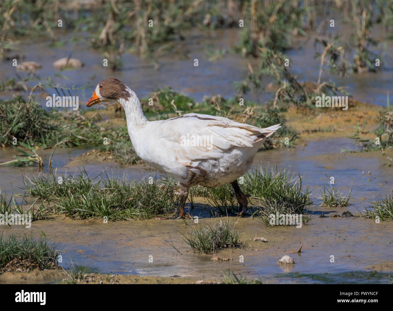 Irak türkei grenze -Fotos und -Bildmaterial in hoher Auflösung – Alamy