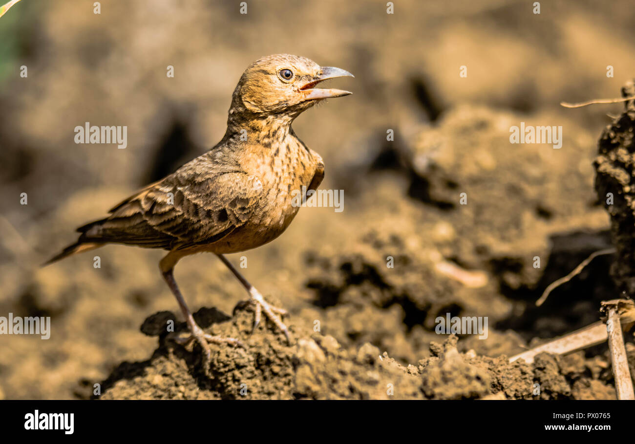 Feld lerchen -Fotos und -Bildmaterial in hoher Auflösung – Alamy
