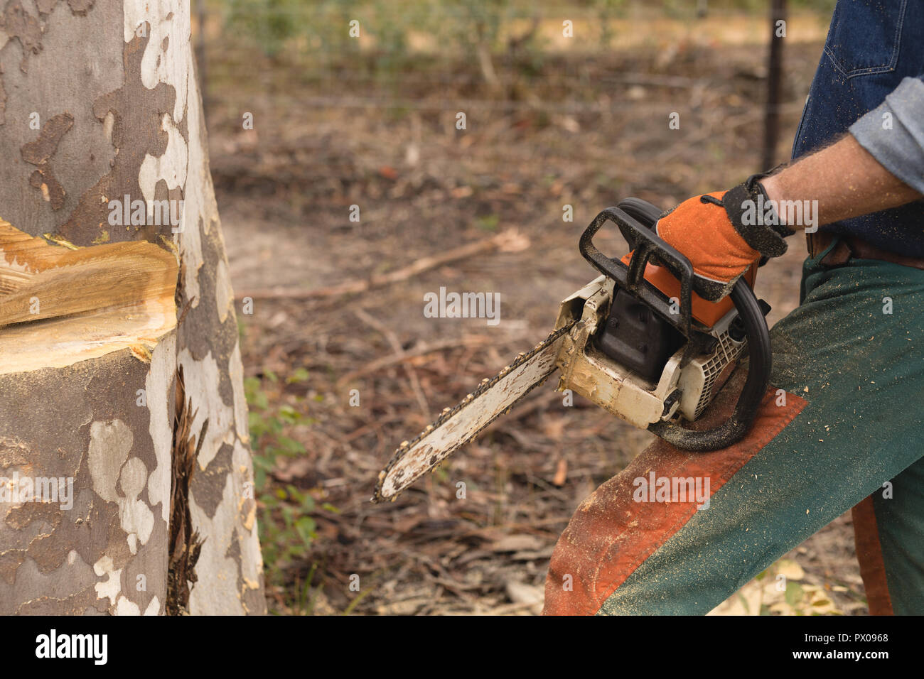 Baumstrunk wald -Fotos und -Bildmaterial in hoher Auflösung - Seite 3 ...