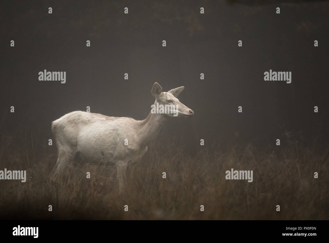 Dyrehaven park copenhagen denmark -Fotos und -Bildmaterial in hoher ...