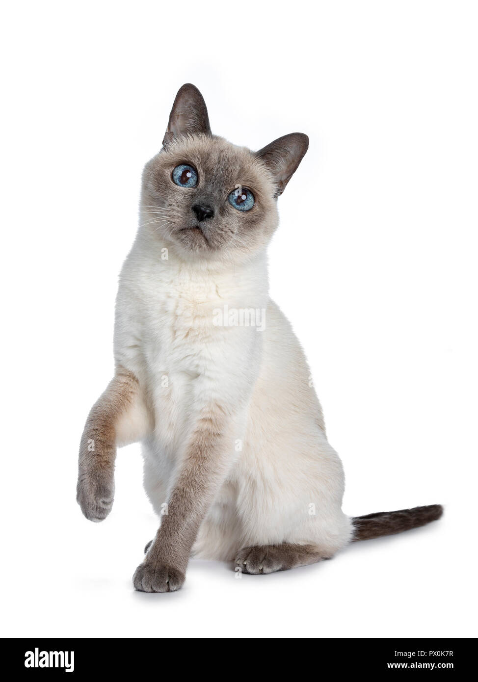 Senior blue point Thai Katze sitzt seitlich an der Kamera mit blauen ...