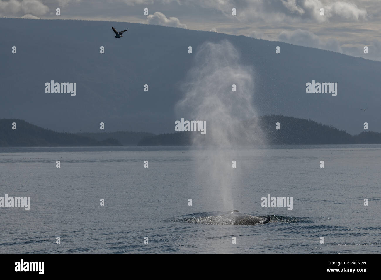 Wal flosse -Fotos und -Bildmaterial in hoher Auflösung – Alamy