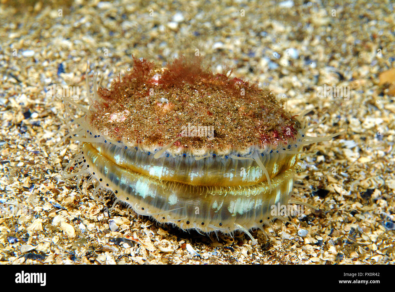 Muscheln und jakobsmuscheln -Fotos und -Bildmaterial in hoher Auflösung ...
